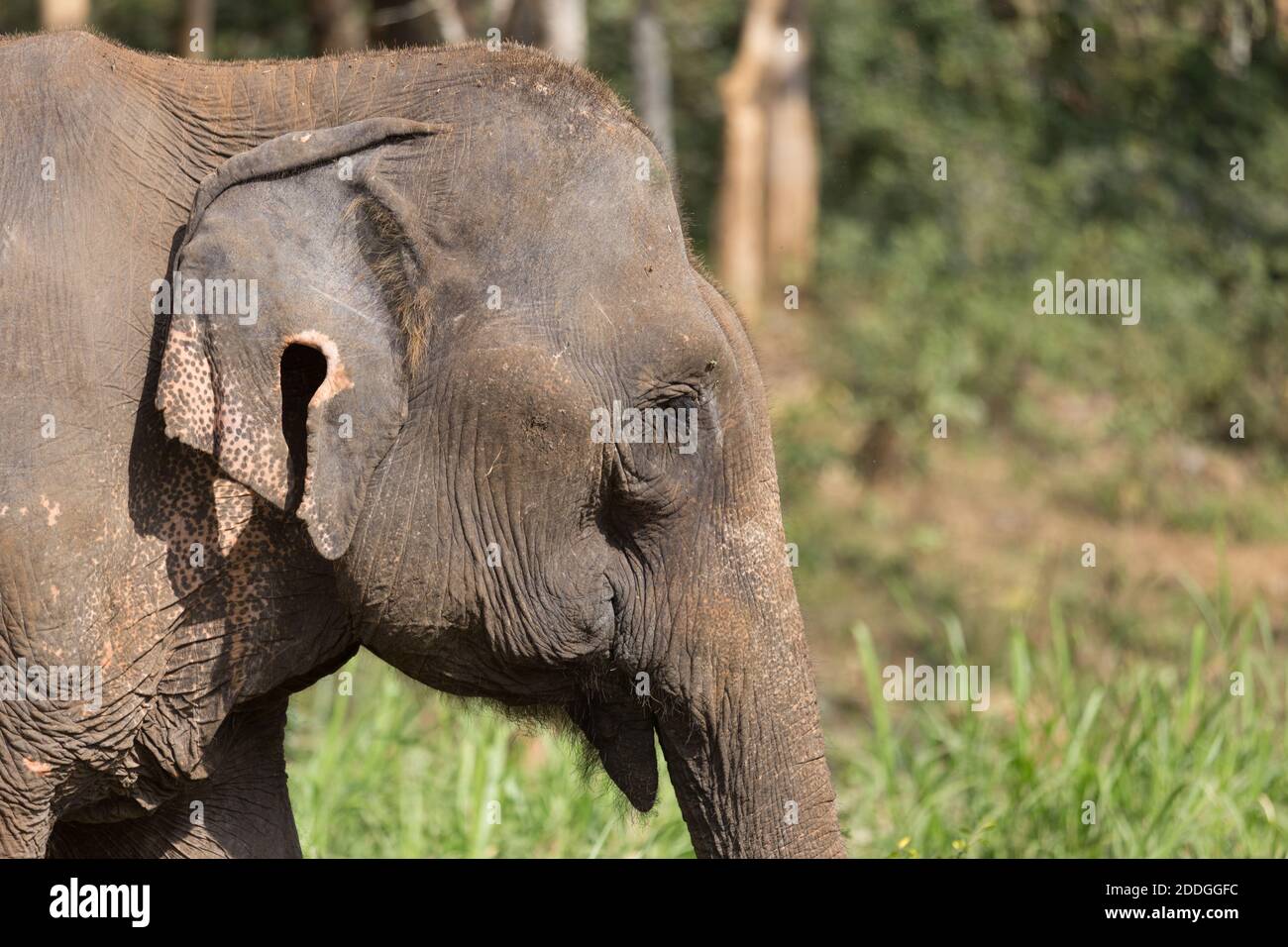 Elephant standing under tree in Laos elephant sanctuary Stock Photo - Alamy