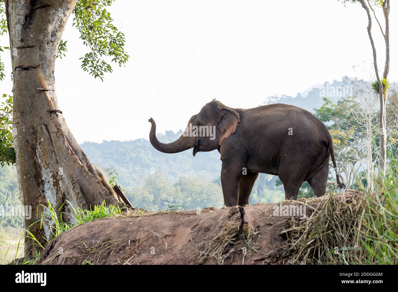 Elephant standing under tree in Laos elephant sanctuary Stock Photo - Alamy