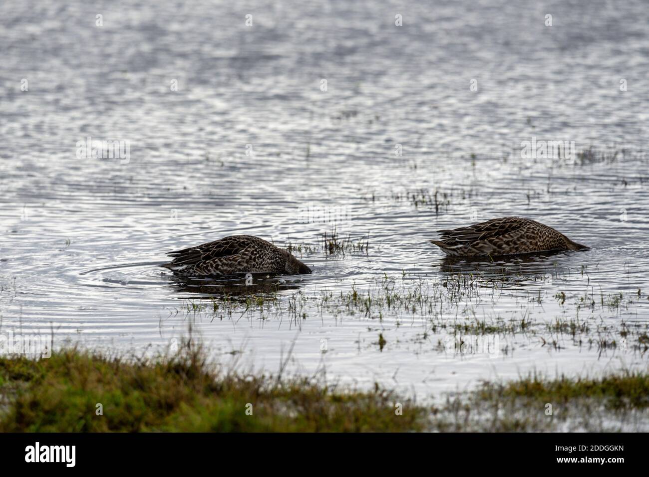 Duck with head under wing hi-res stock photography and images - Alamy