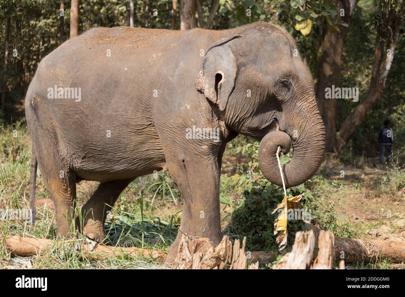 Elephant standing under tree in Laos elephant sanctuary Stock Photo - Alamy