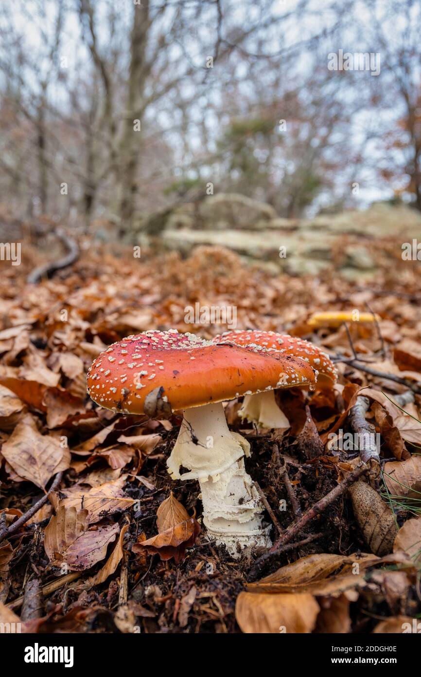A vertical shot of fly agarics in a forest covered in trees and dried ...