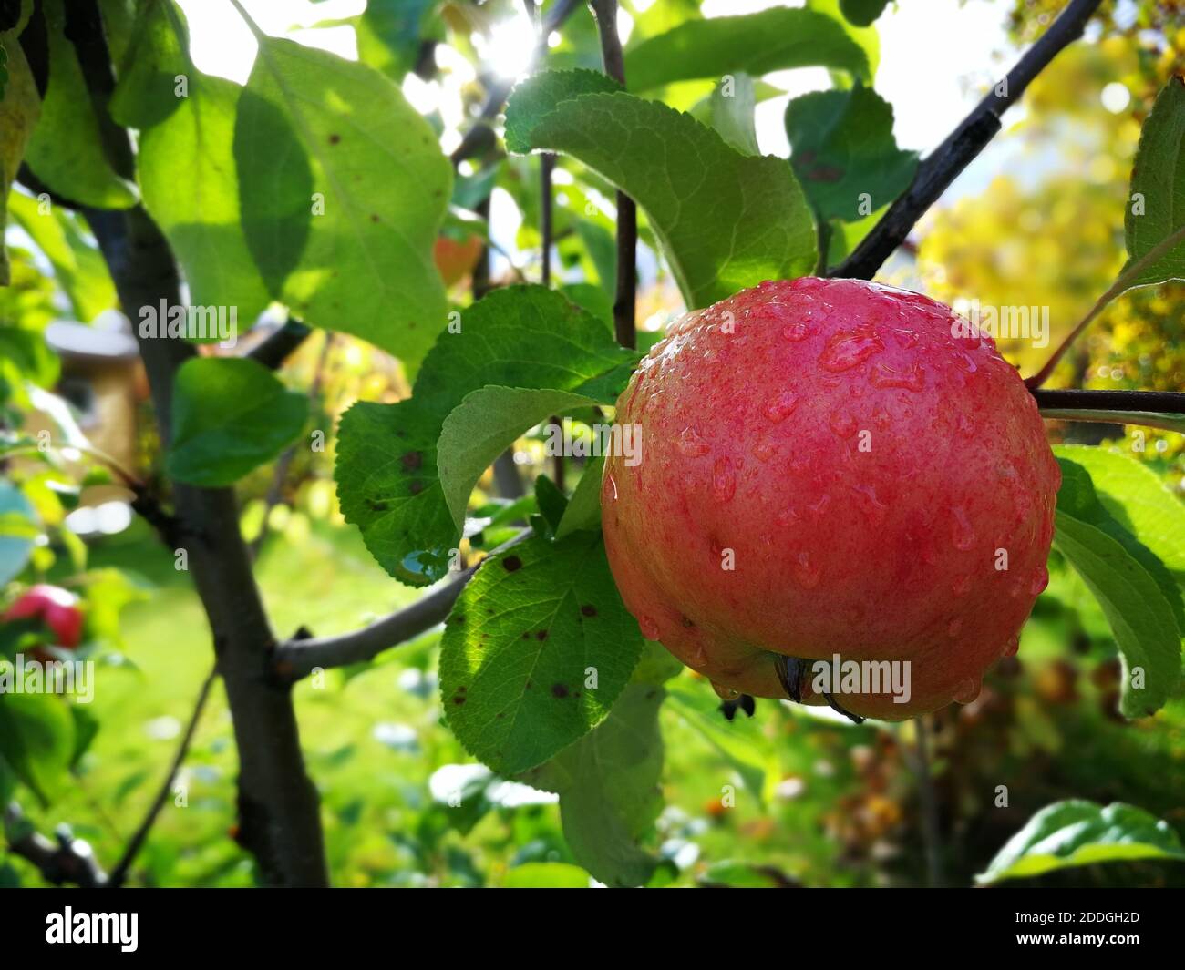 Japanese apple tree fruits hi-res stock photography and images - Alamy