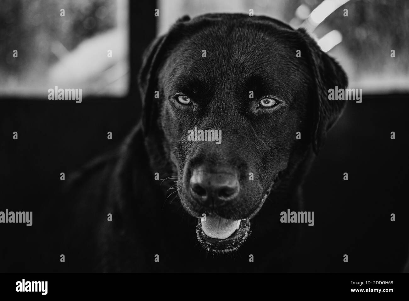 Black and white Labrador Retriever dog sitting calmly on street and ...