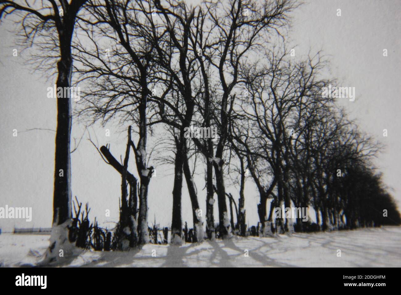 Fine 1970s vintage black and white photography of the natural beauty of ...