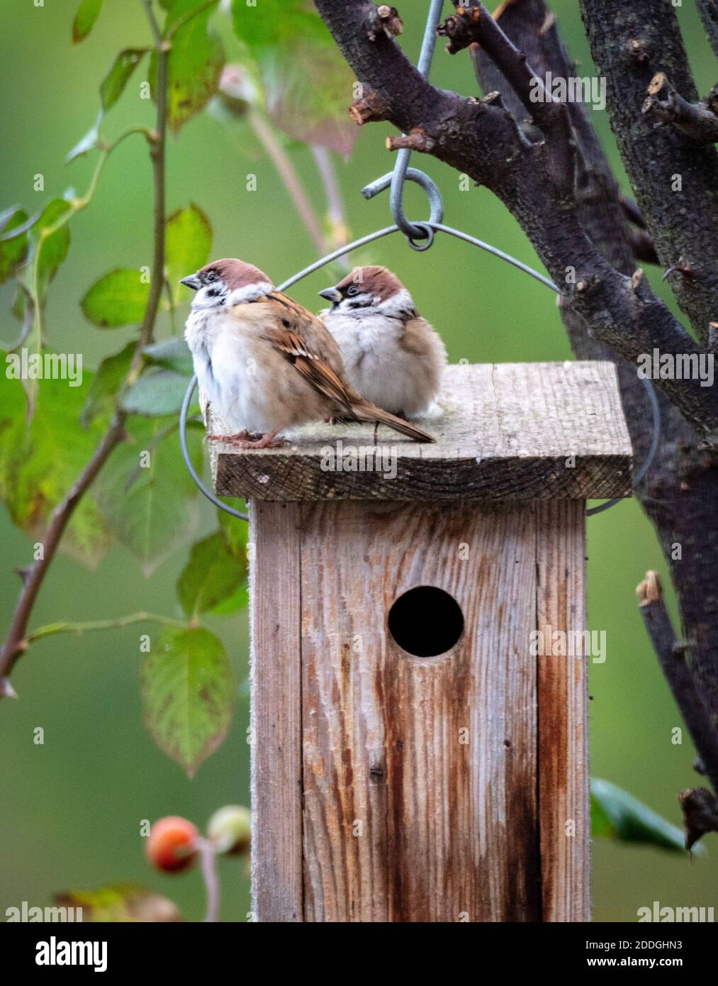 Domesticus family sparrows hi-res stock photography and images - Alamy