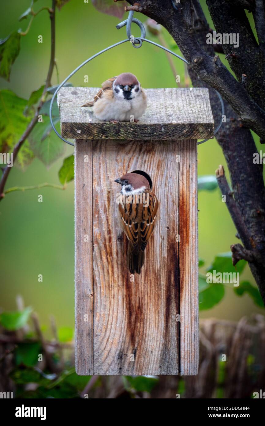 Domesticus family sparrows hi-res stock photography and images - Alamy