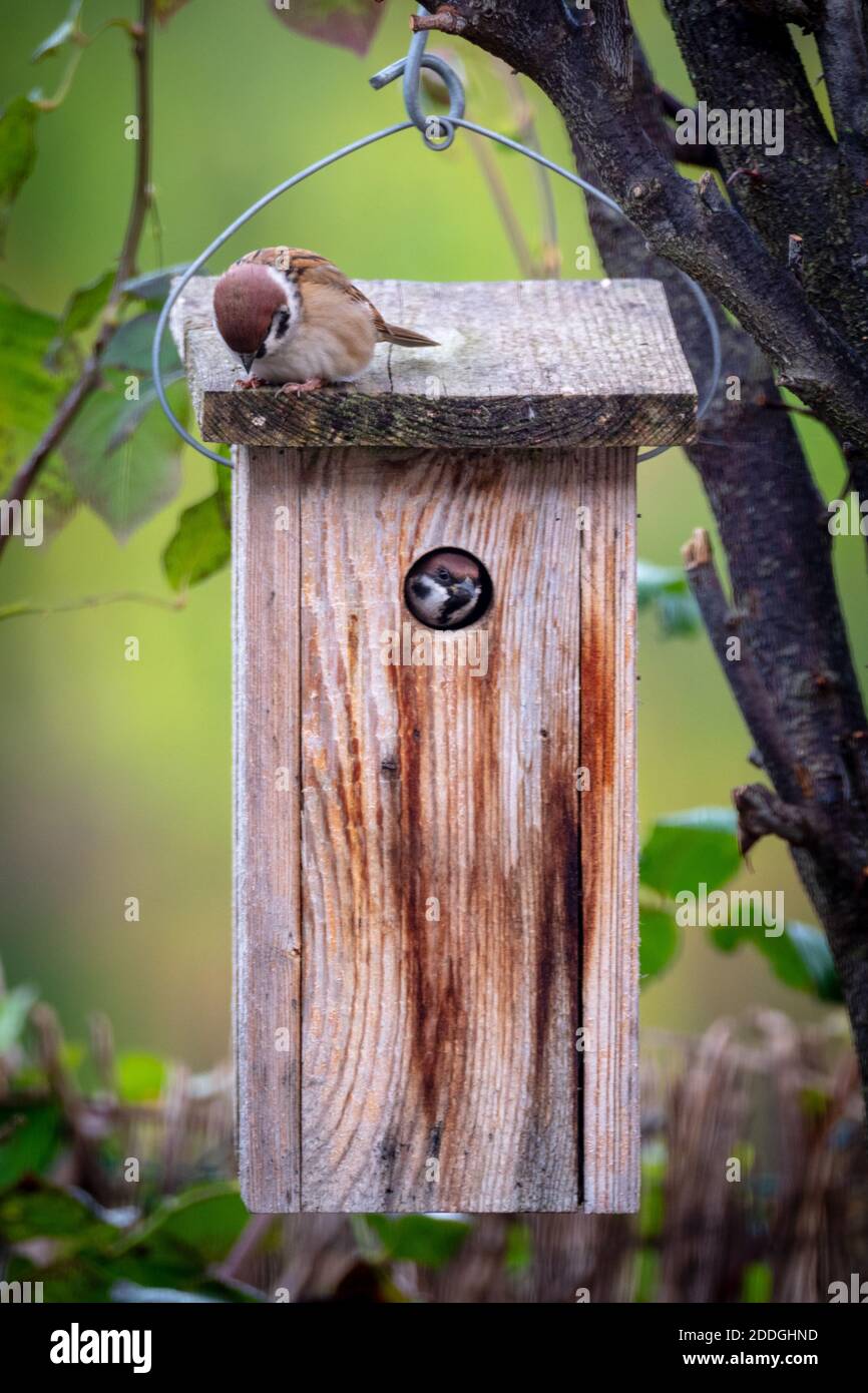 Birds in yard hi-res stock photography and images - Alamy