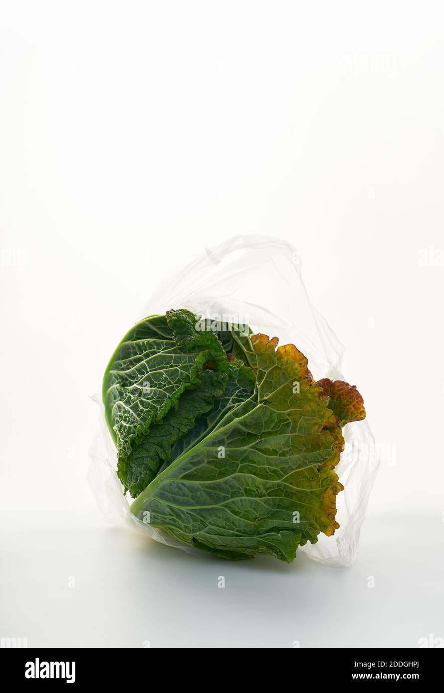 Still life with savoy cabbage in plastic bags backlit on white ...