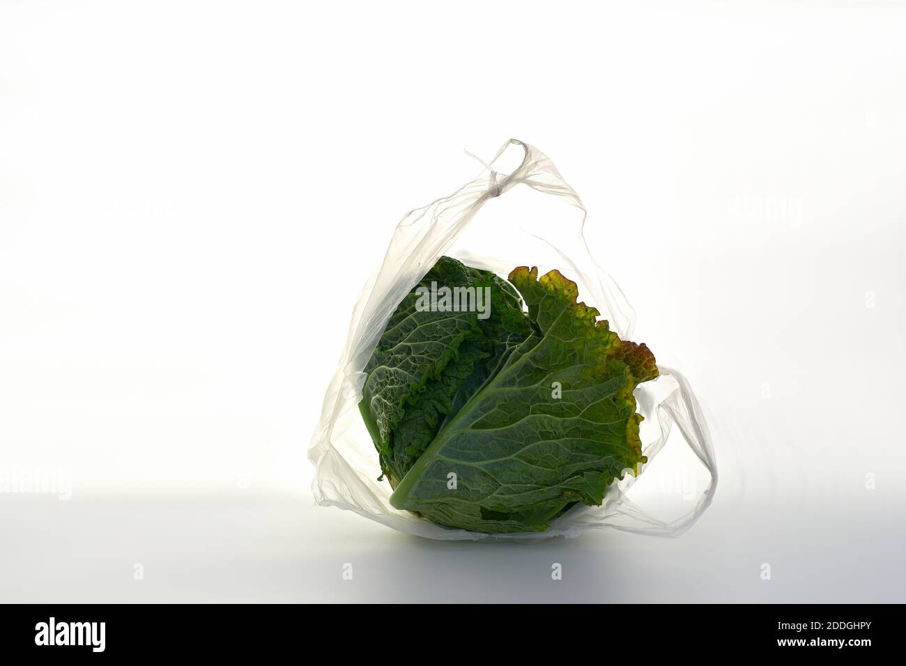 Still life with savoy cabbage in plastic bag backlit on white ...