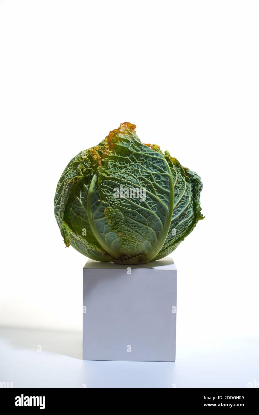 Still life with savoy cabbage on white cube Stock Photo - Alamy
