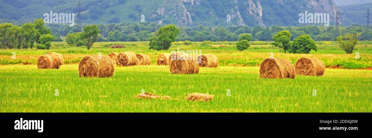Straw rolls in a field Stock Photo - Alamy