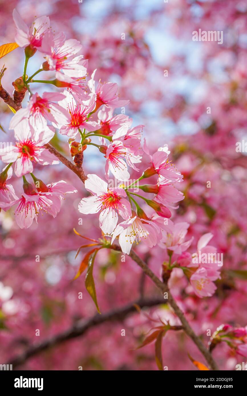 Himalayan Cherry Tree High Resolution Stock Photography and Images - Alamy