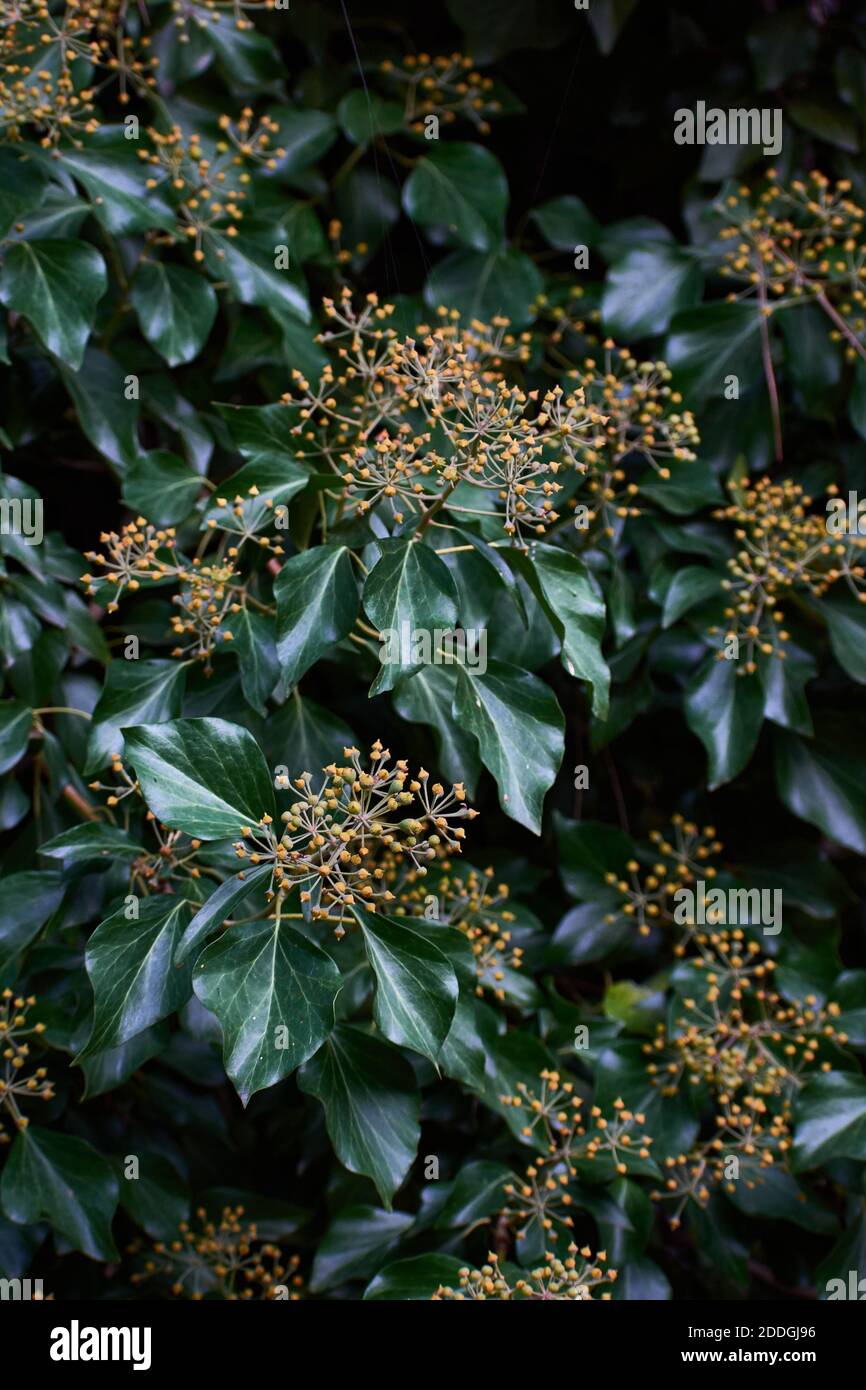 Japanese ivy with tiny flowers and green leaves growing in dark garden ...