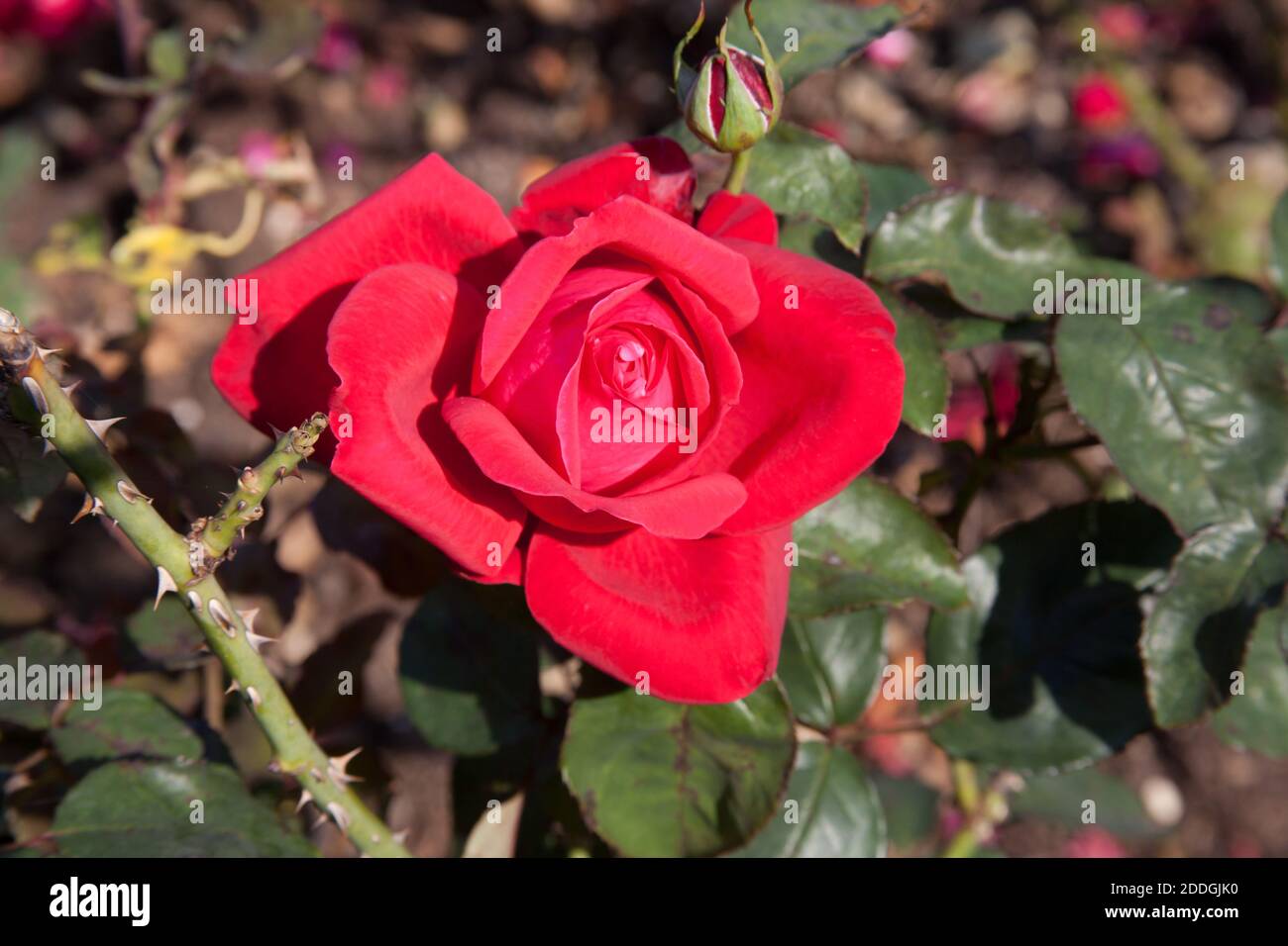 A single red rose in full bloom growing on a rose bush Stock Photo - Alamy