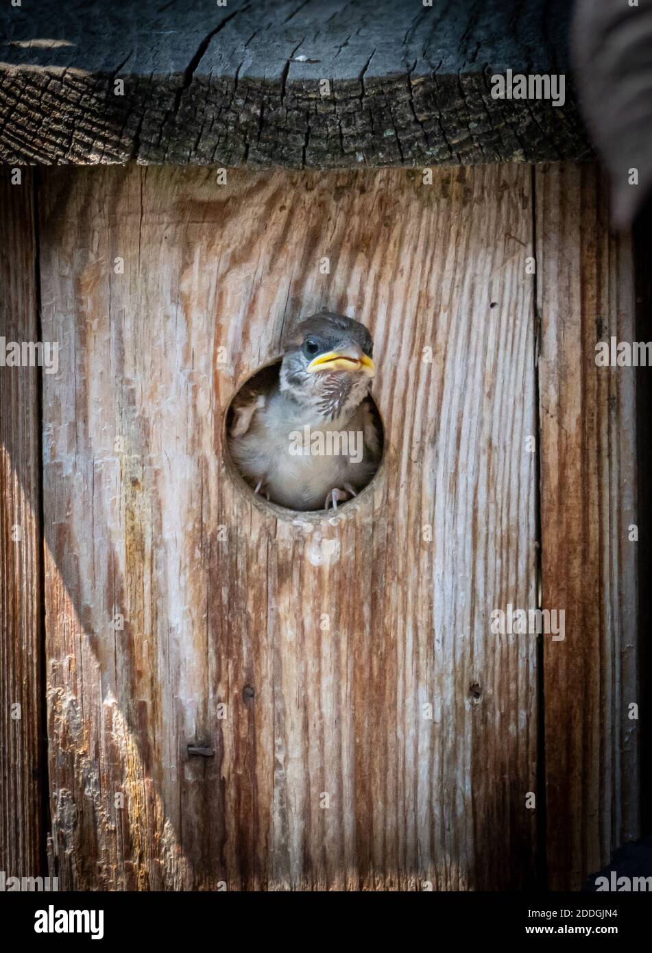 Sparrows at Home Stock Photo - Alamy