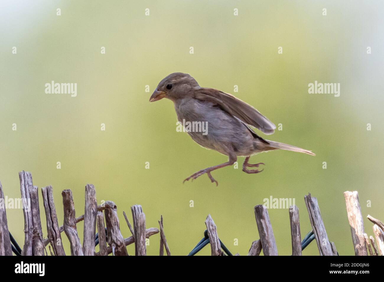 Sparrows At Home Stock Photo Alamy
