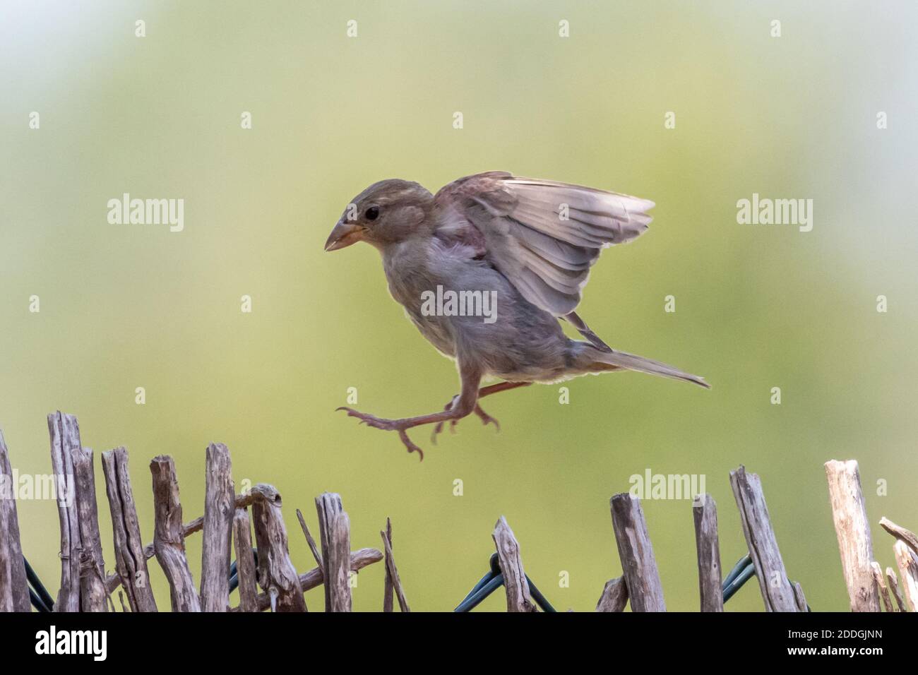 Sparrows at Home Stock Photo - Alamy
