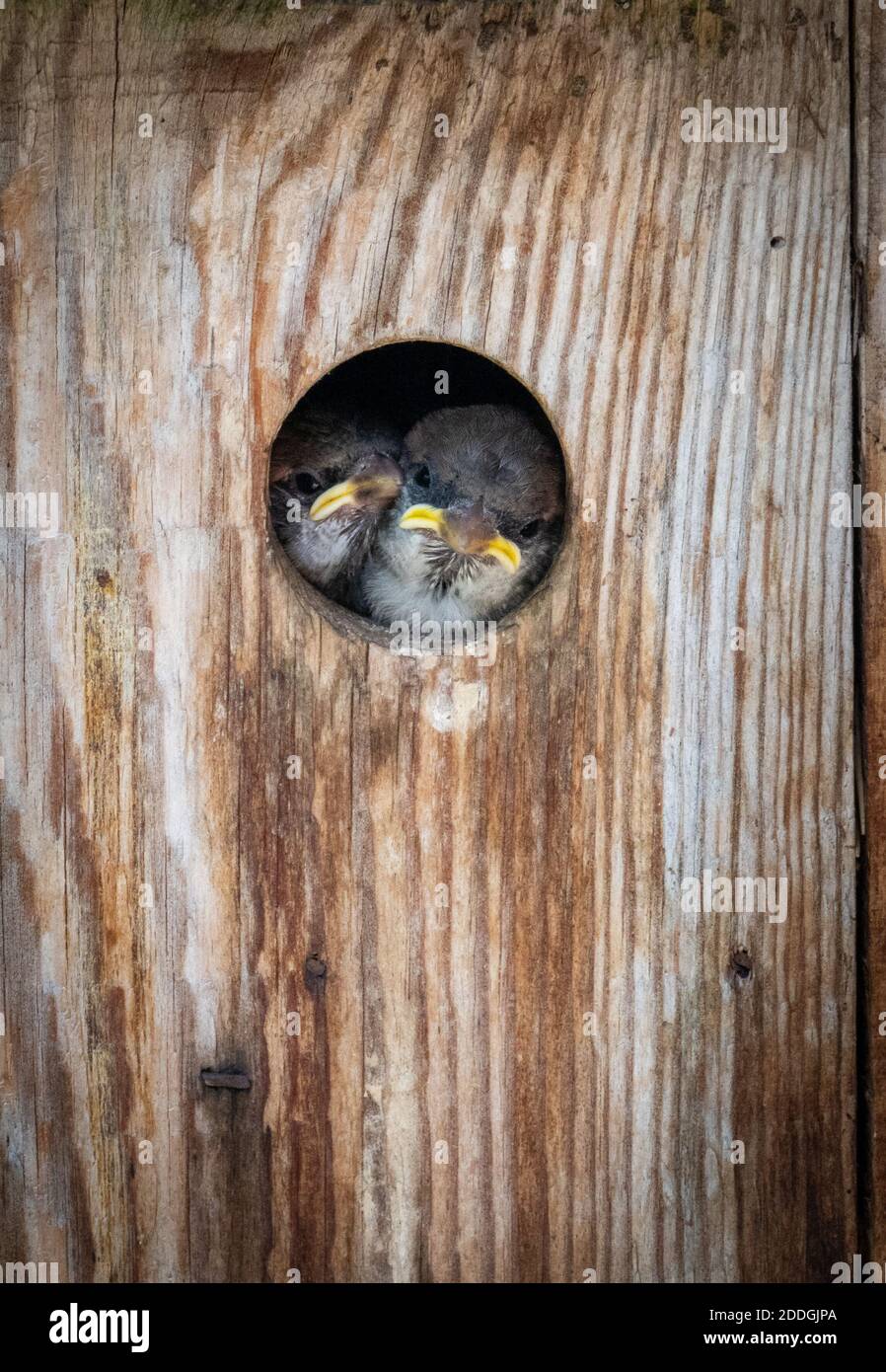 Sparrows at Home Stock Photo - Alamy
