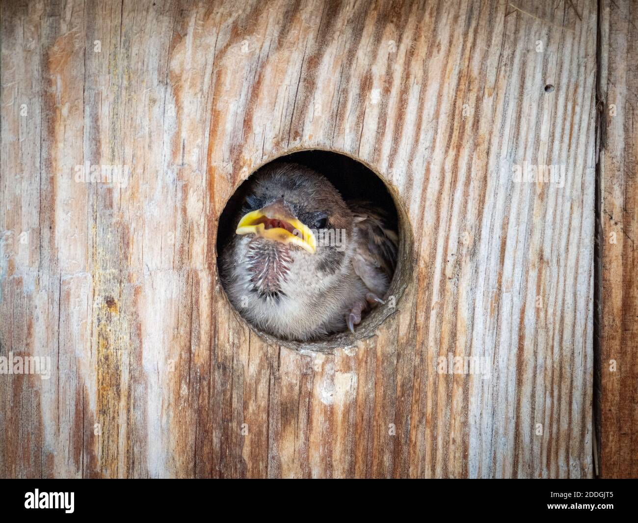 Sparrows at Home Stock Photo - Alamy