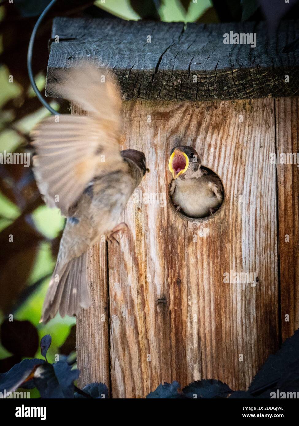 Sparrows at Home Stock Photo - Alamy