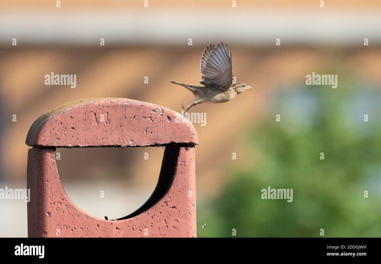 Sparrows At Home Stock Photo Alamy
