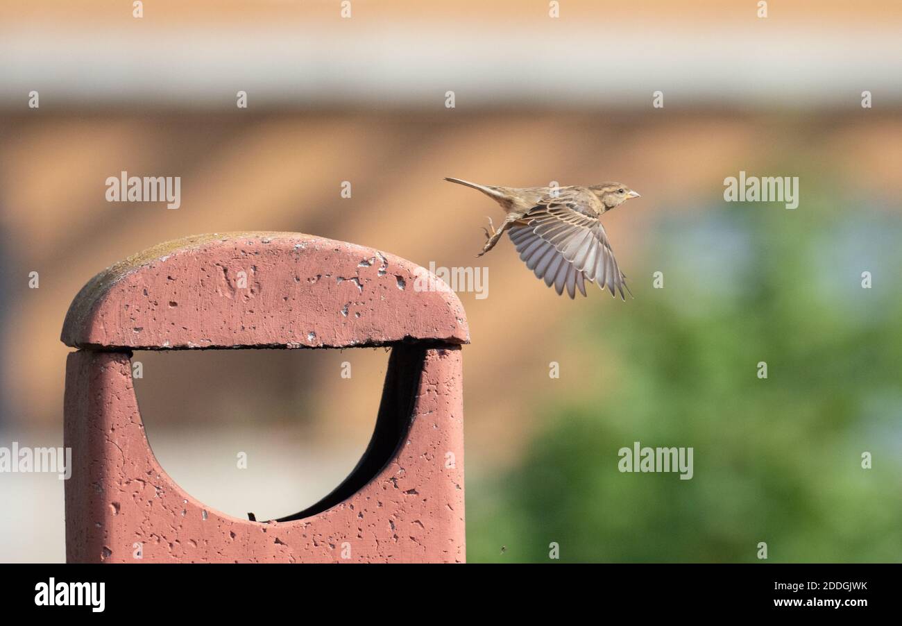 Sparrows at Home Stock Photo - Alamy