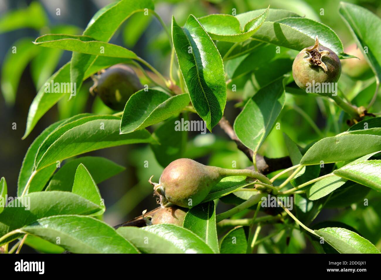 Unripe pear on a branch. Homegrown fruits Stock Photo - Alamy