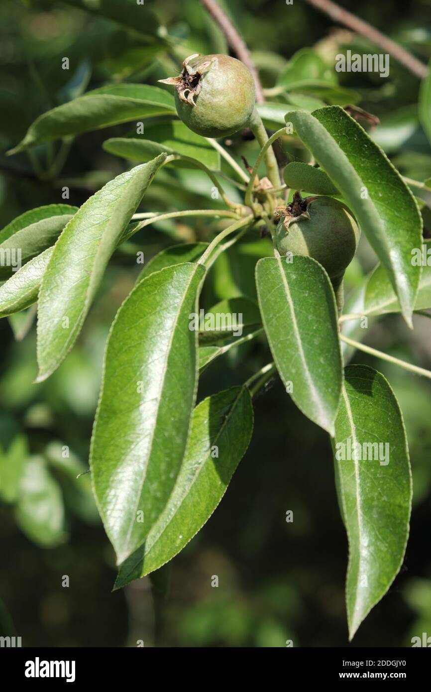 Unripe pear on a branch. Homegrown fruits Stock Photo - Alamy