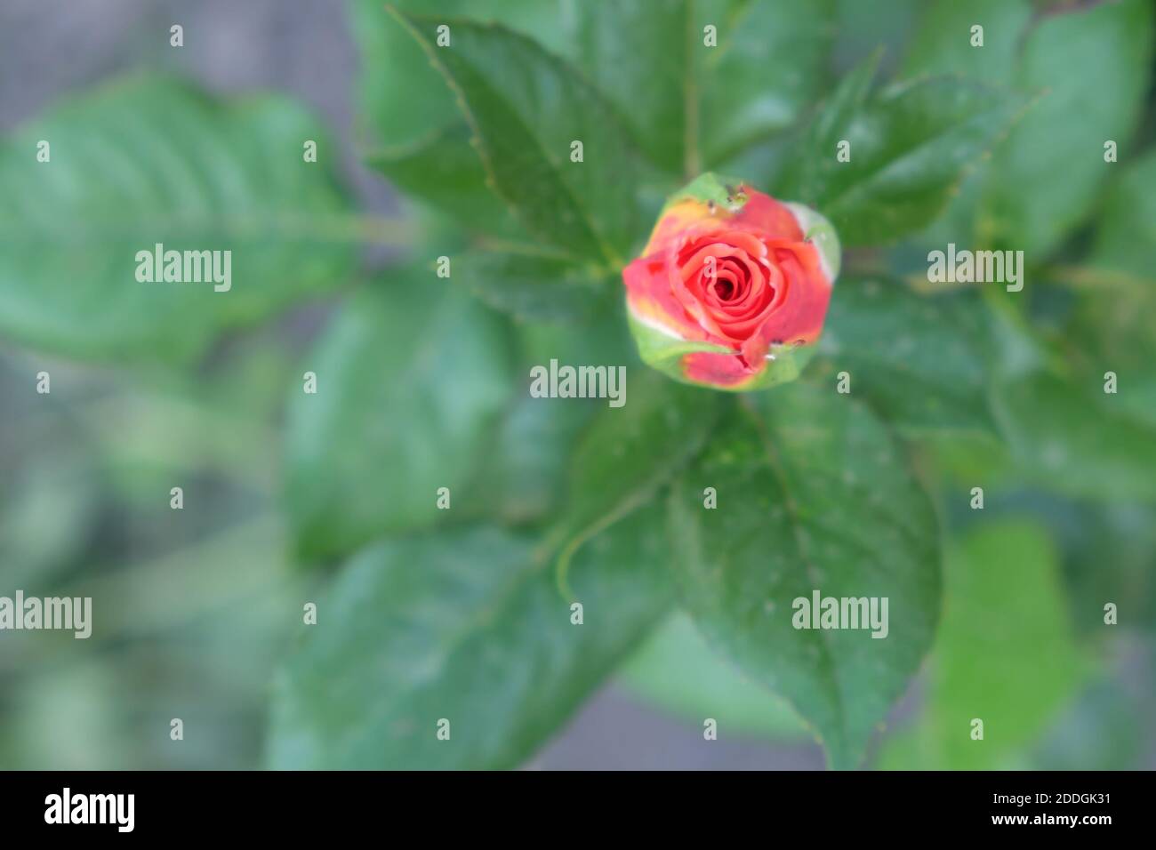 Little bud hi-res stock photography and images - Alamy