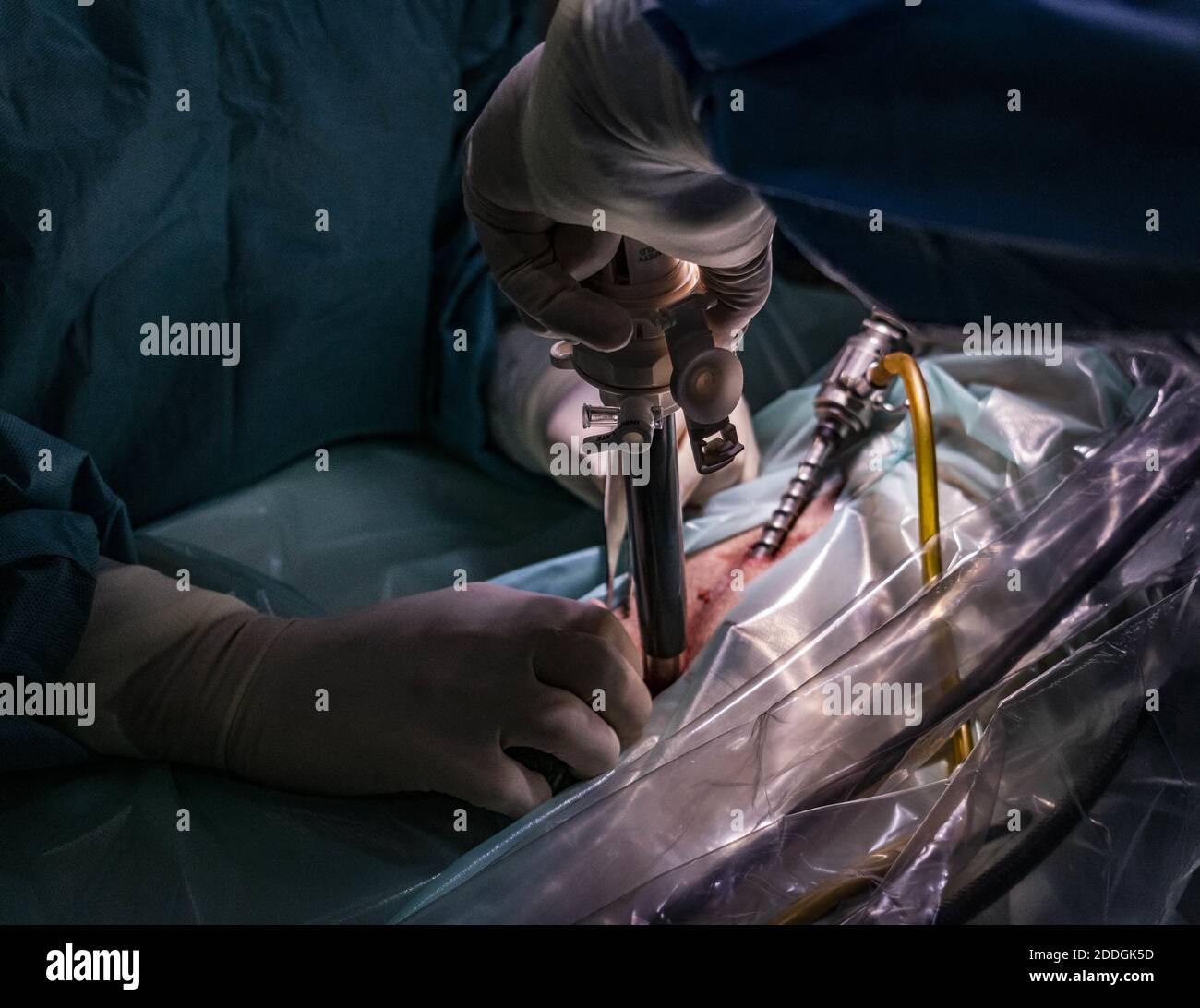 A veterinarian performs surgery on a dog with medical instruments in ...