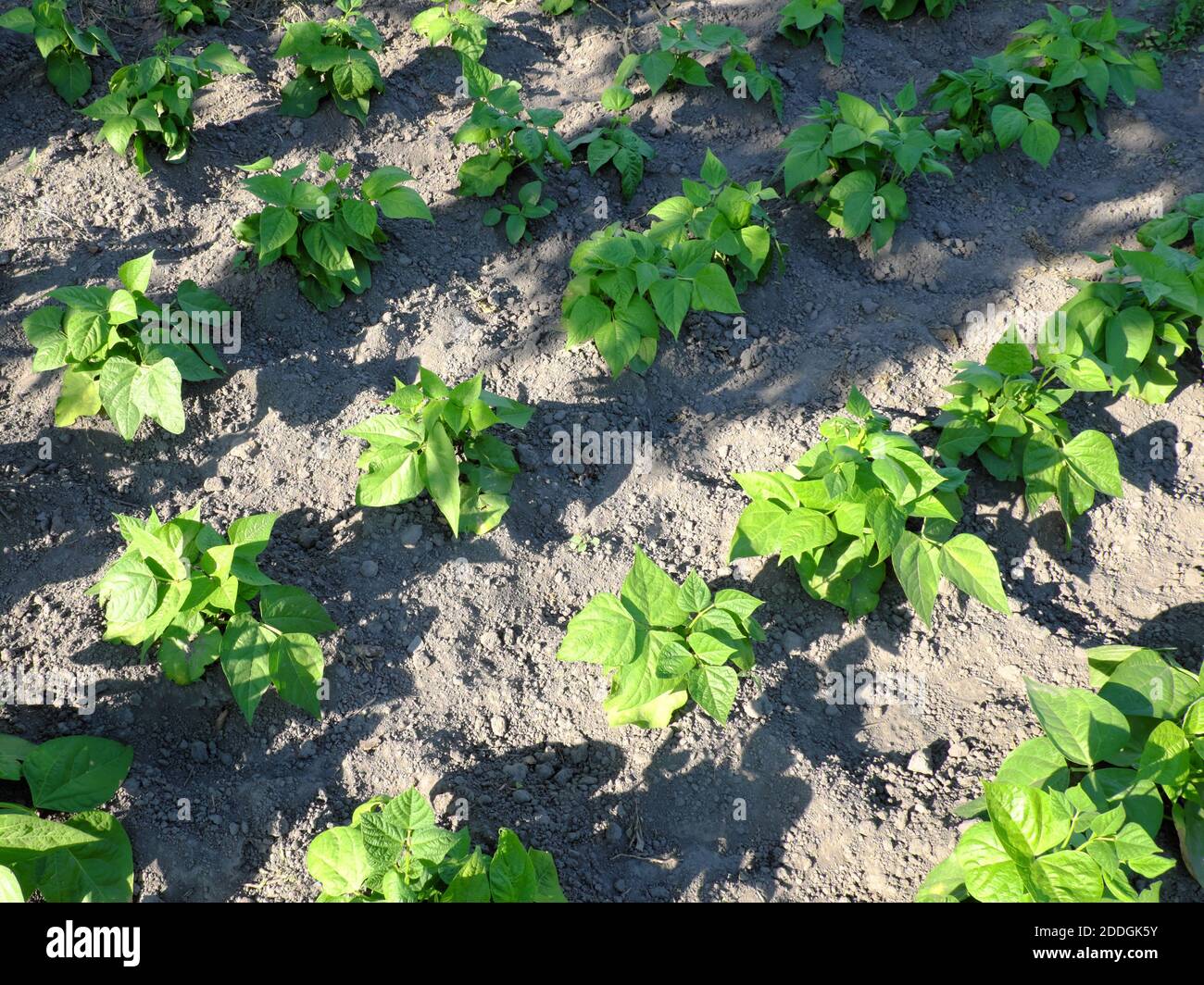 Beanstalks grow in the home garden. Homegrown Beans Stock Photo - Alamy