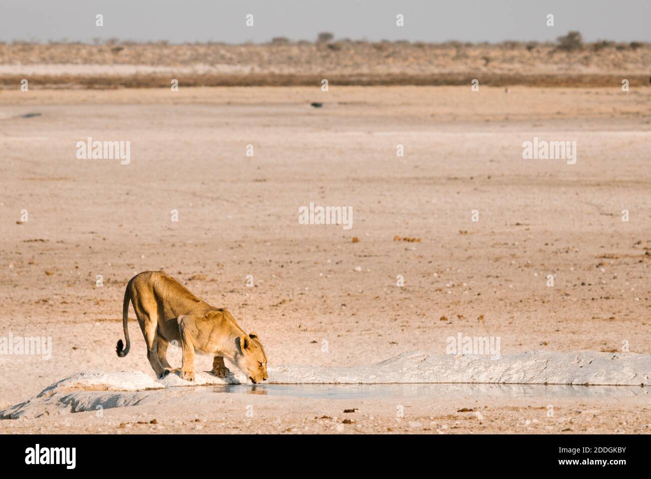 Fluffy lion drinking water in pond in savanna Stock Photo - Alamy