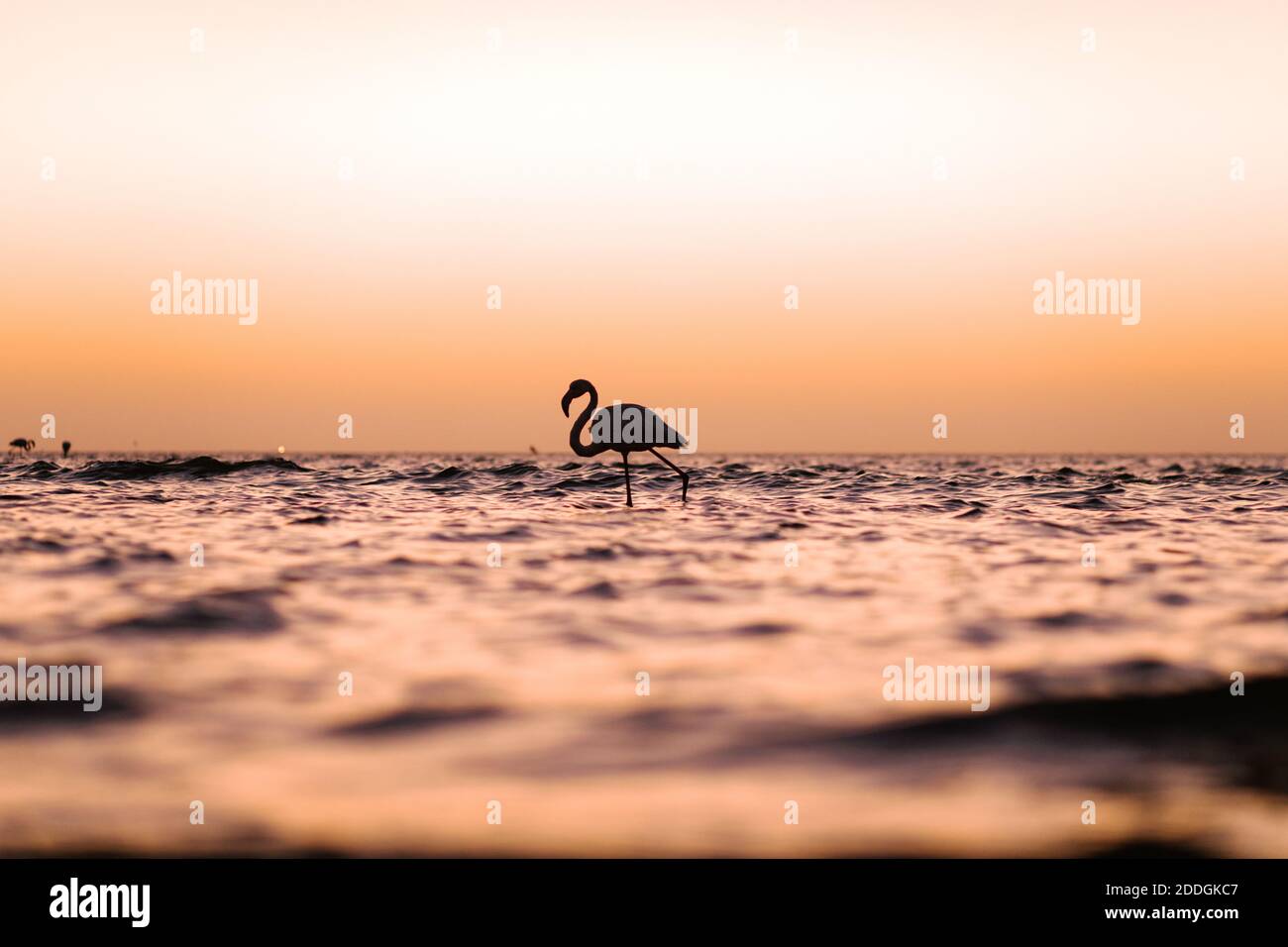 Side view of flamingo with pink plumage standing in water of lake ...