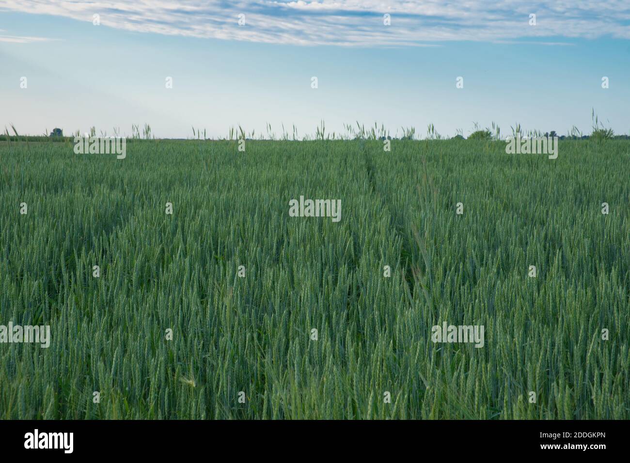 Wheat field at sunset. Agricultural landscape. Spring Stock Photo - Alamy