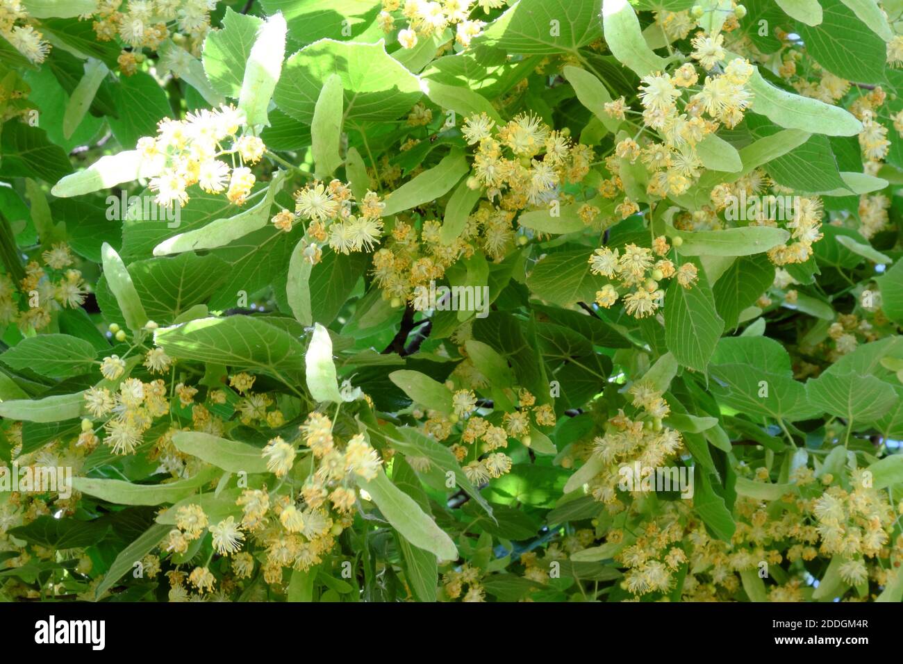 Flowers of linden tree. Branches of blooming linden Stock Photo - Alamy
