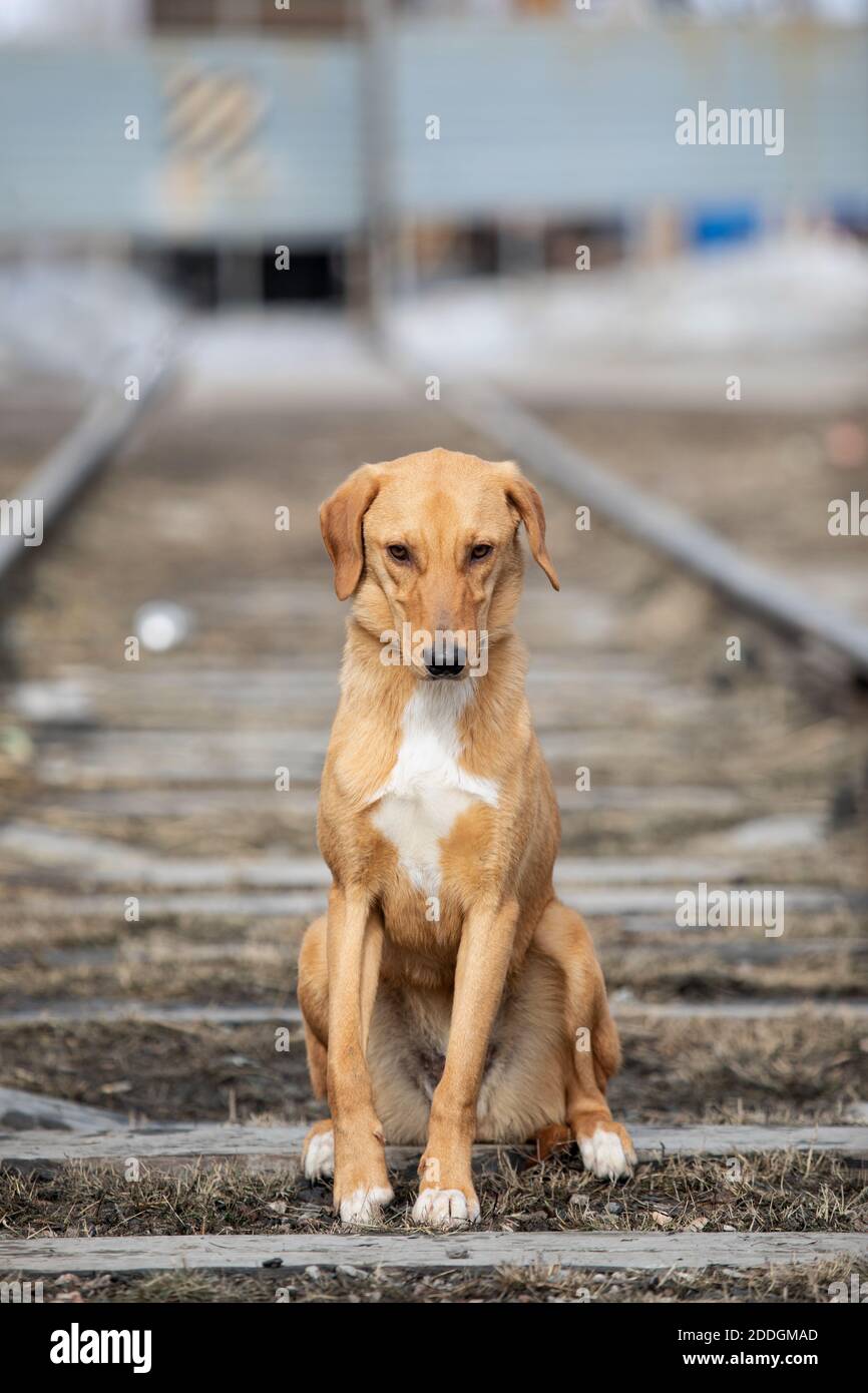 Sad stray dog sitting on hi-res stock photography and images - Alamy
