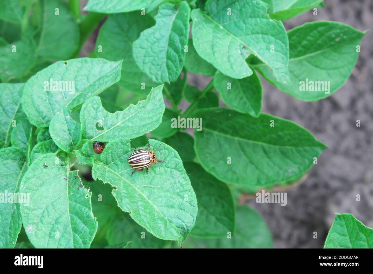 Colorado potato beetle on a potato bush. Insect pest Stock Photo - Alamy