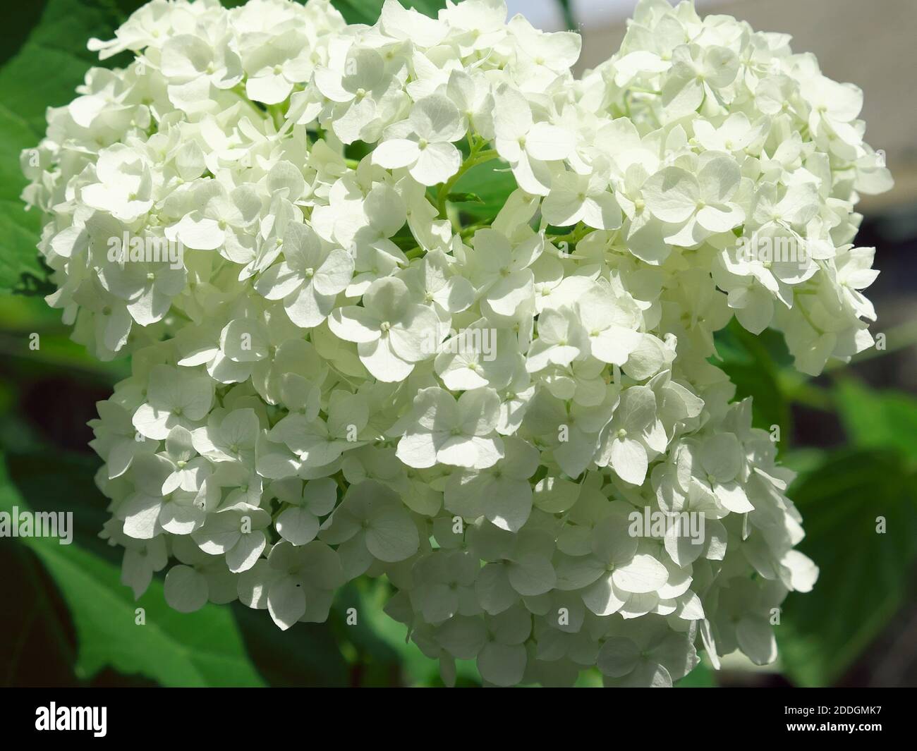 White hydrangea inflorescence, close-up. Beautiful white flowers Stock ...