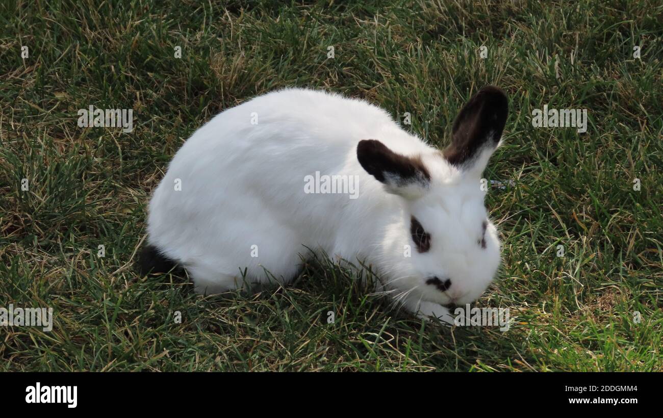 A closeup portrait of a Californian rabbit Stock Photo - Alamy