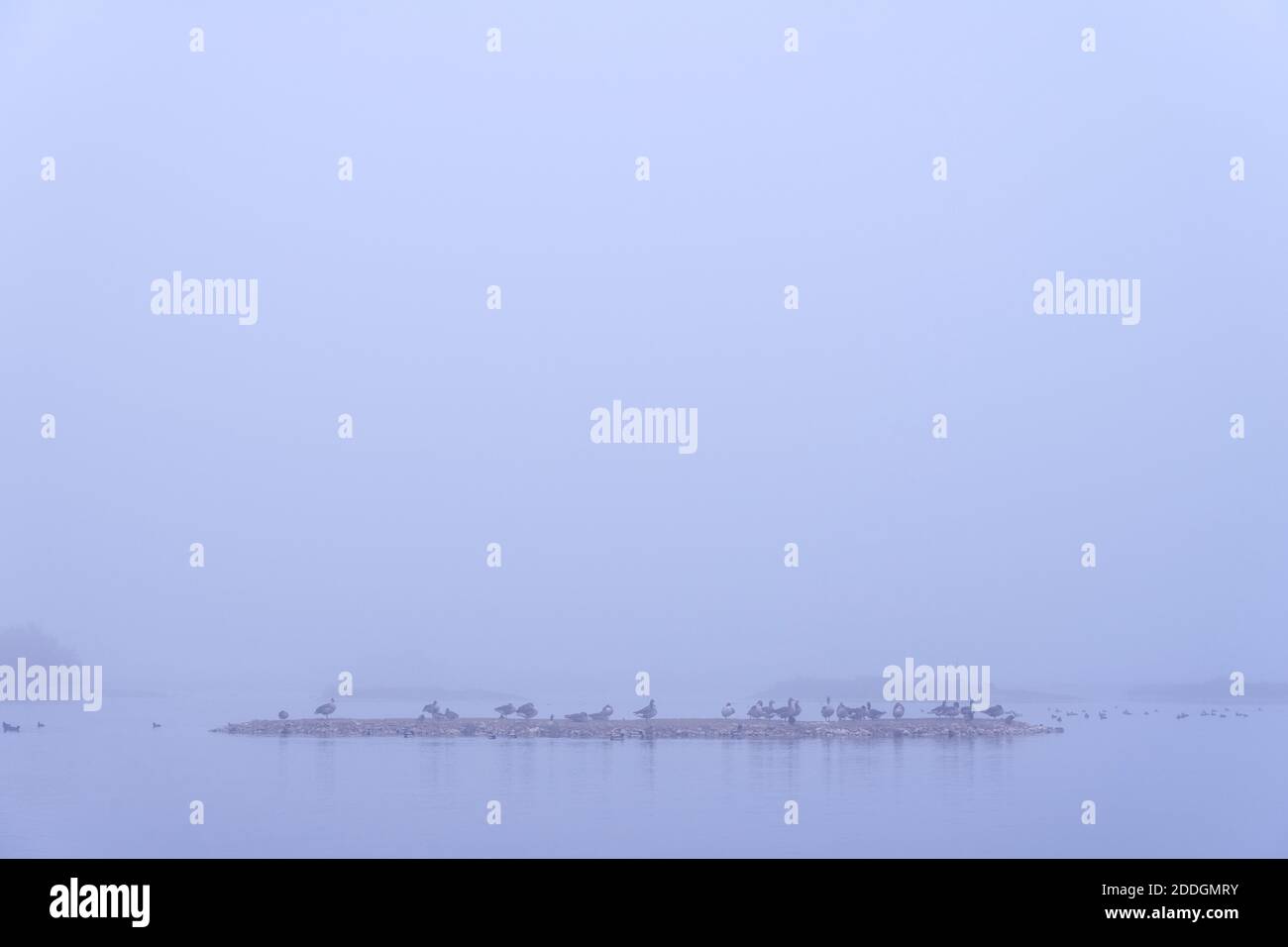 Winter duck with negative space hi-res stock photography and images - Alamy