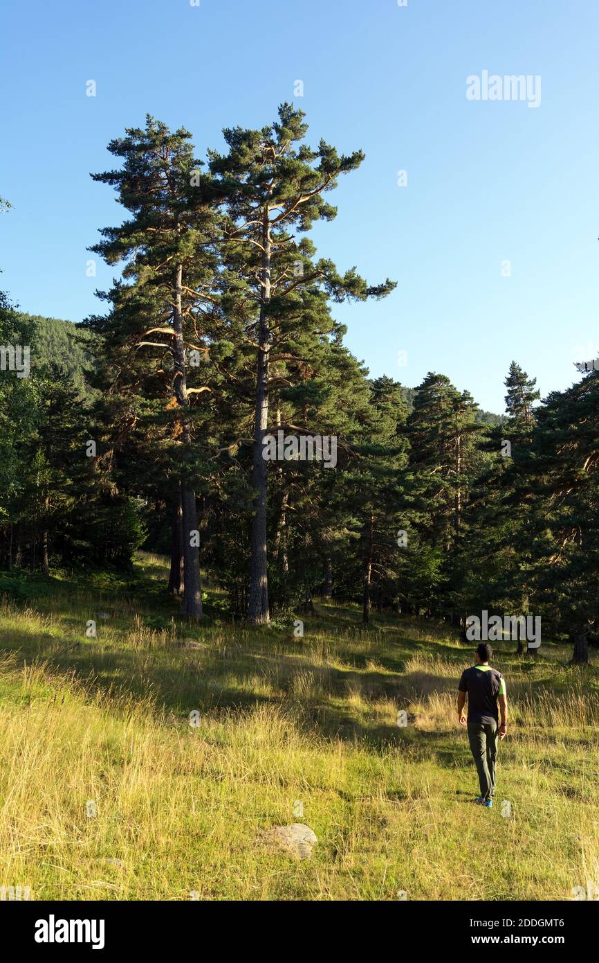 The pine man hi-res stock photography and images - Alamy