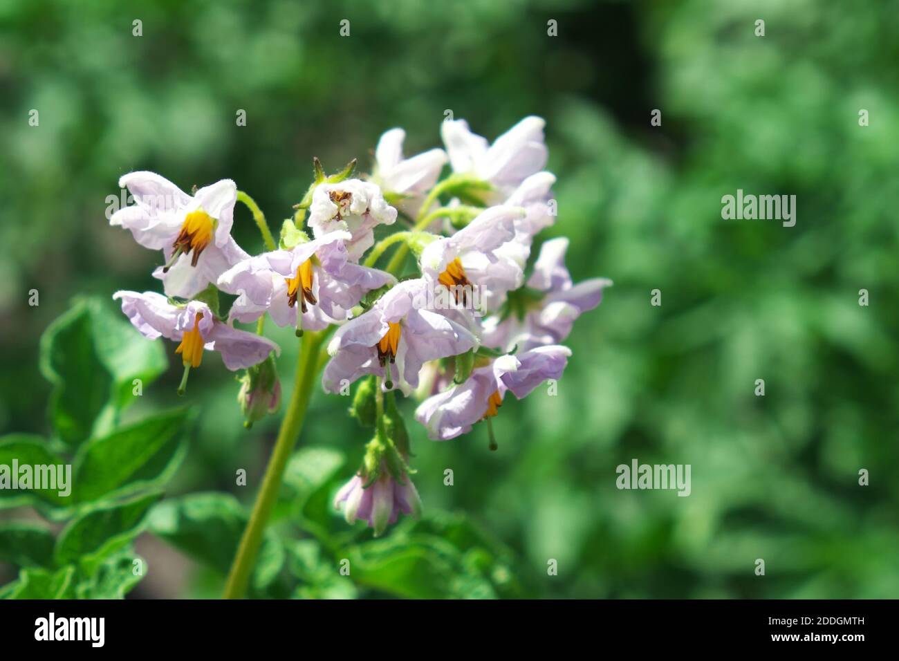 Potato flower plant color nature green hi-res stock photography and ...