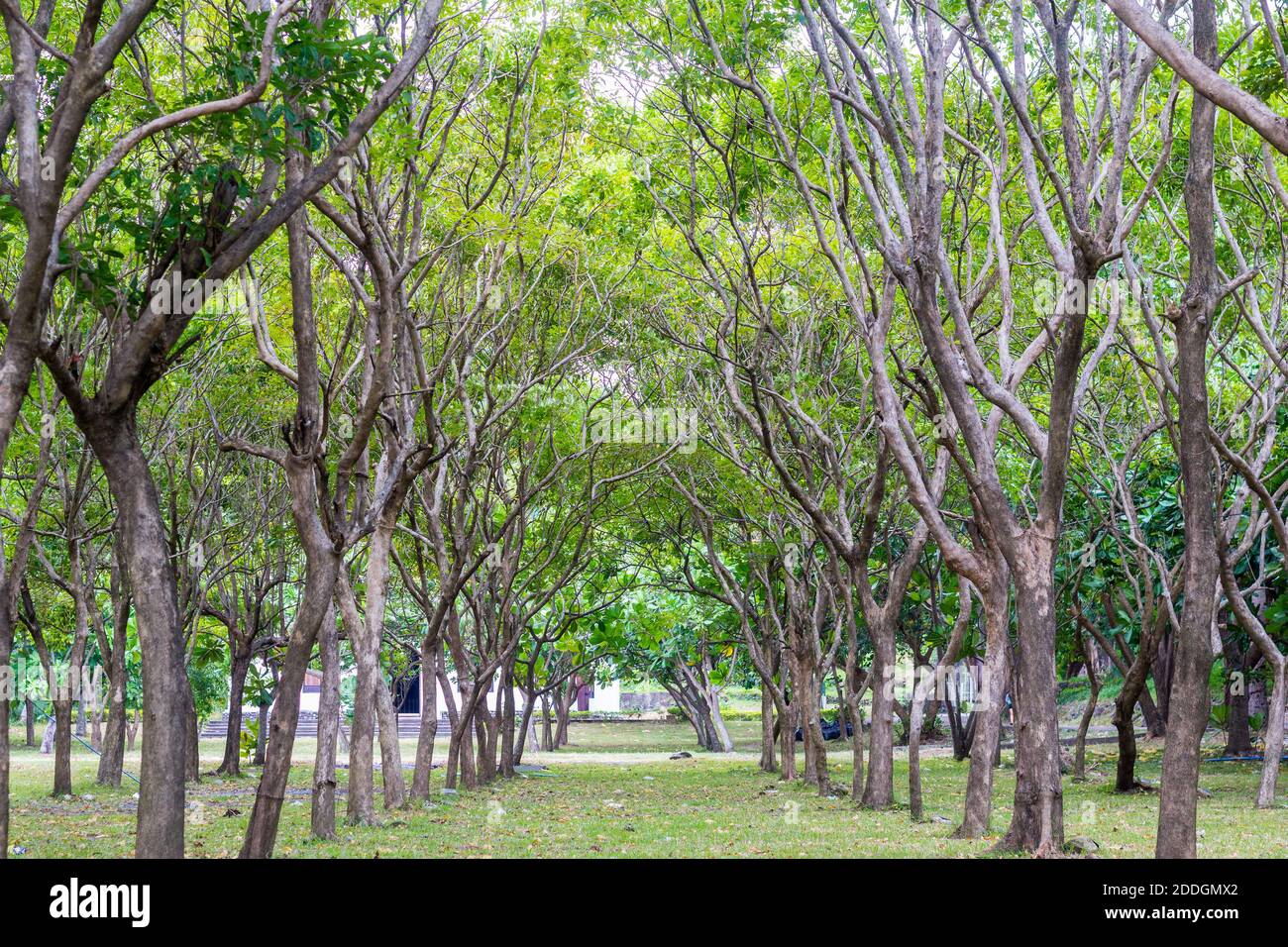 Grove of trees in Corregidor Island, Philippines Stock Photo - Alamy