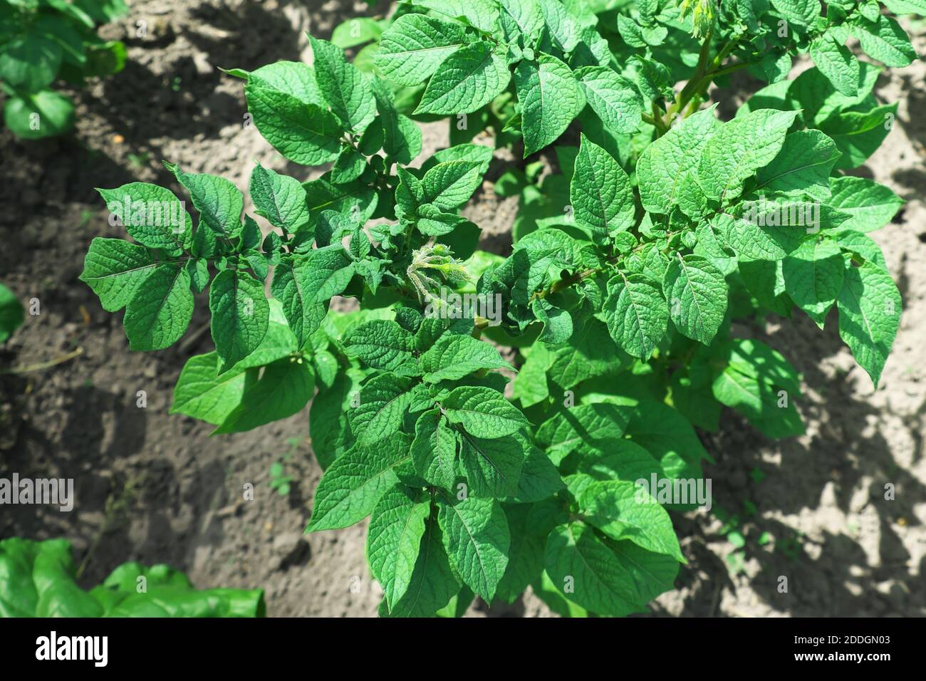 Beautiful potato bush on the vegetable garden Stock Photo - Alamy