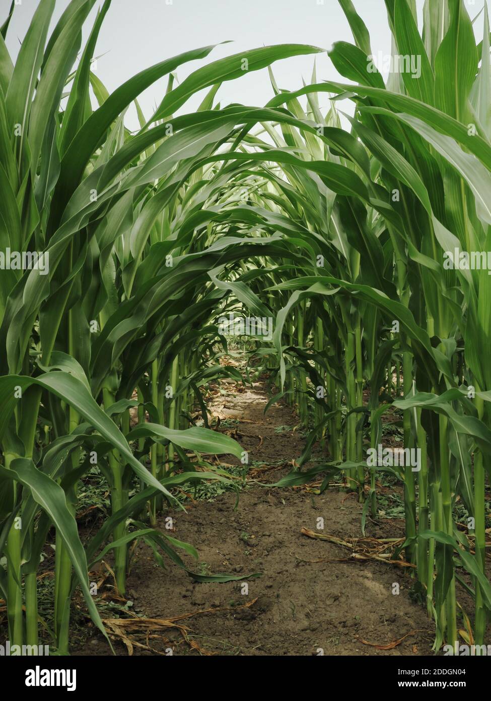 Rows of corn in the field. Vitality Corn Stock Photo - Alamy