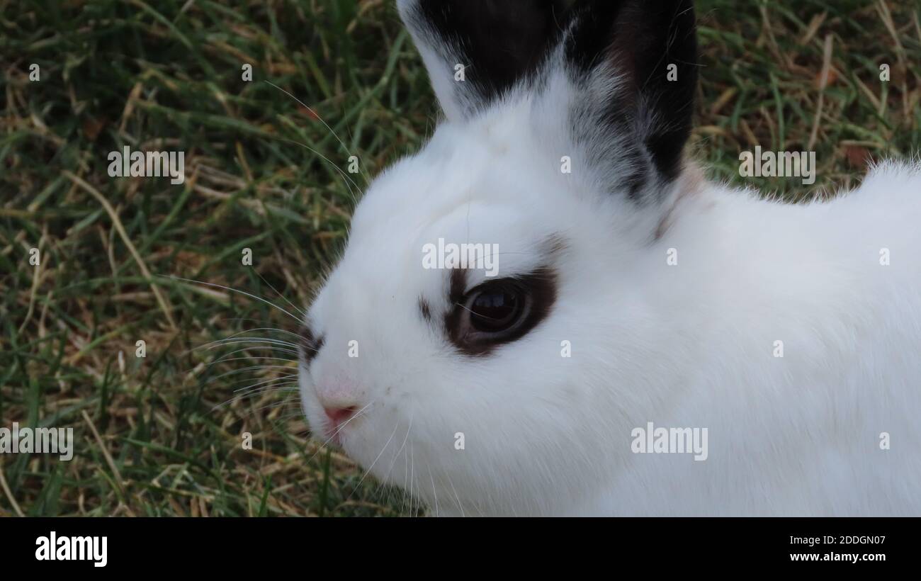 A closeup portrait of a Californian rabbit Stock Photo - Alamy