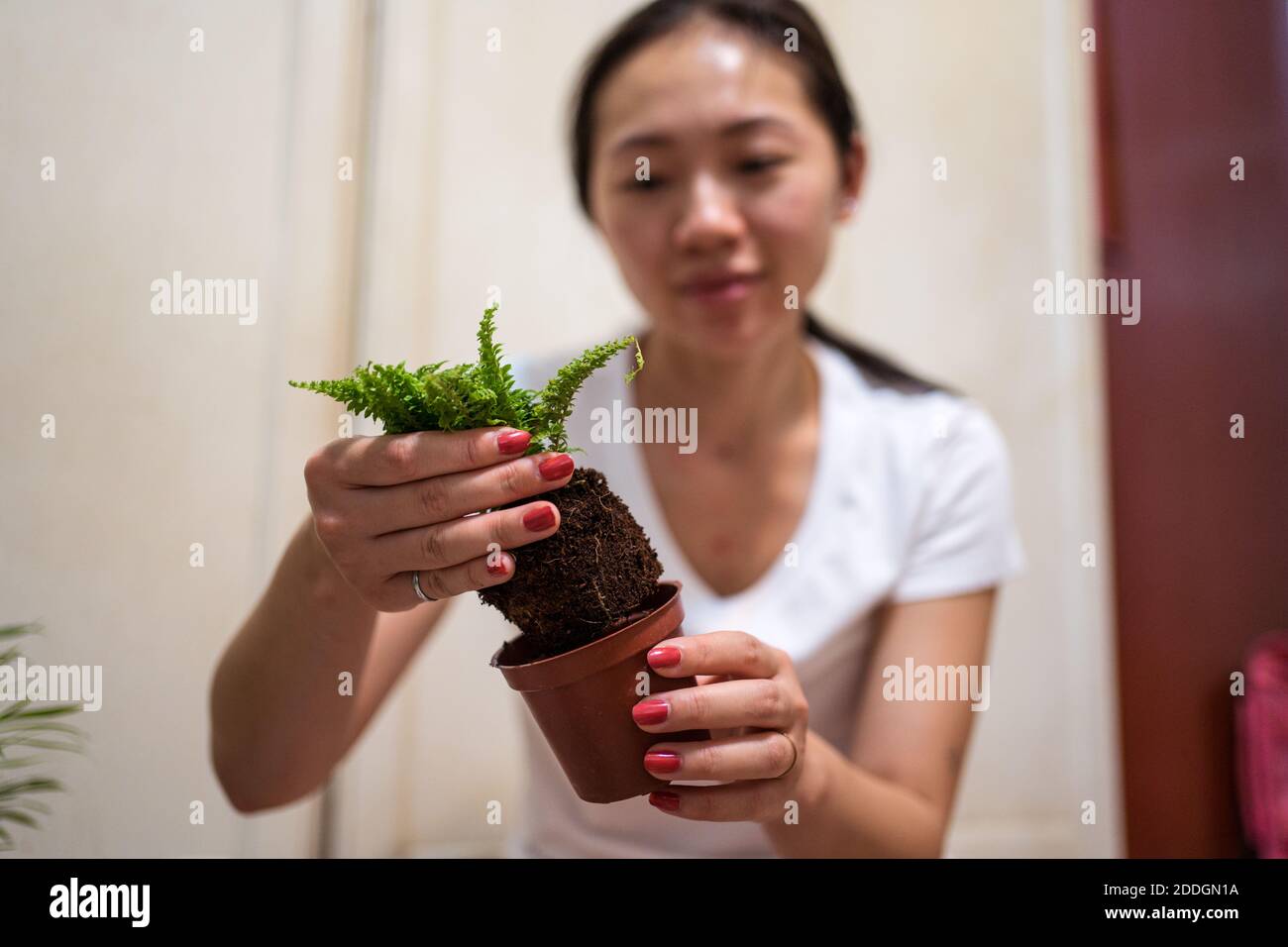 Positive young Asian female transplanting green fern stems into ceramic ...