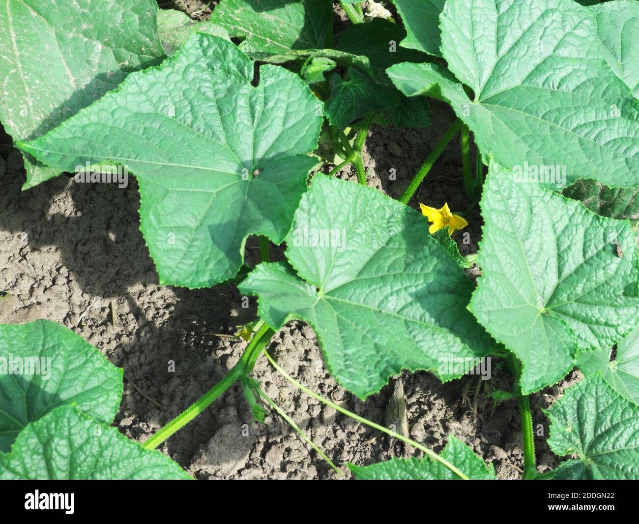 Flower of cucumber. The stems of homegrown cucumbers close-up Stock ...