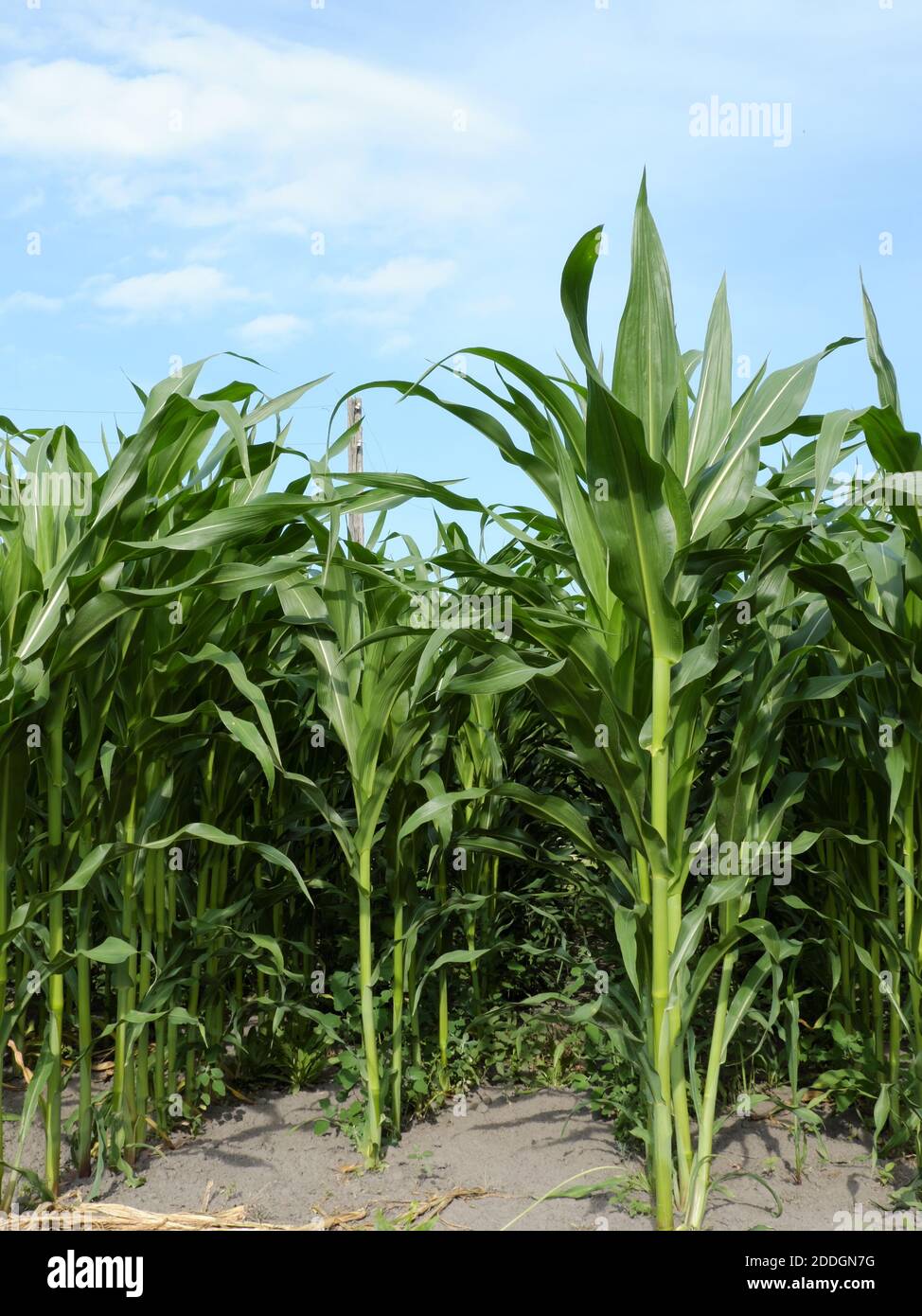 Beautiful corn rows hi-res stock photography and images - Alamy