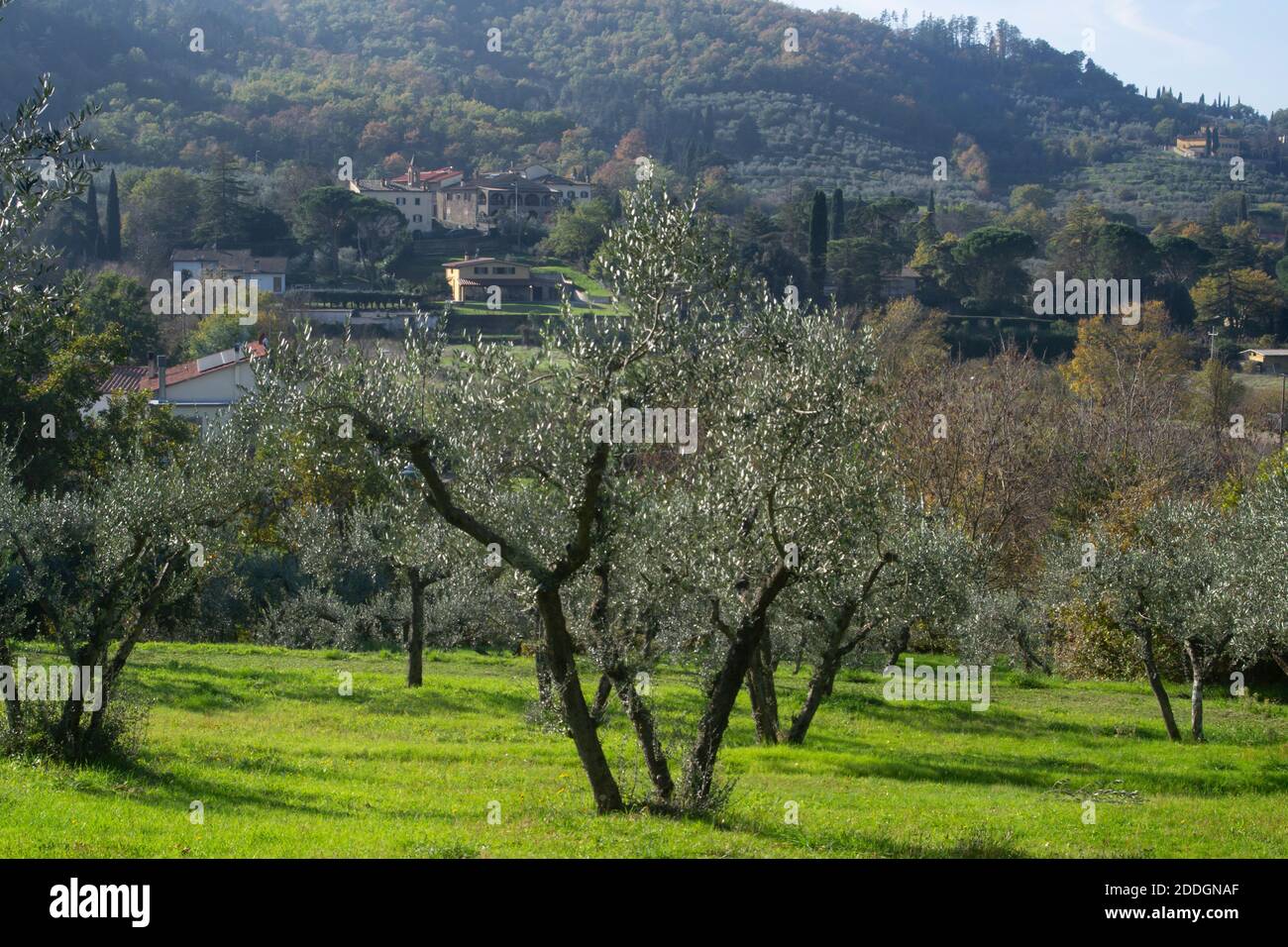 The cultivation of olive trees and autumn landscape. Olive grove ...